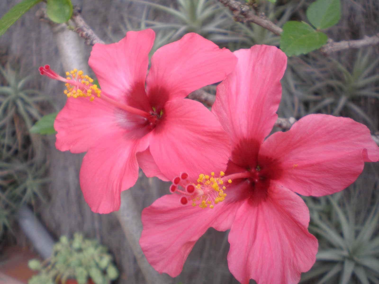 sempre com ara: Flors