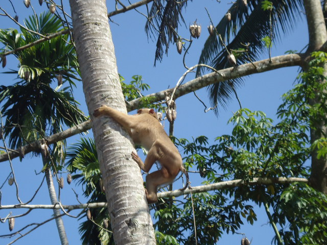 ADVENTURE WITH NATURE: HOMESTAY & MONKEY CLIMBING COCONUT TREE