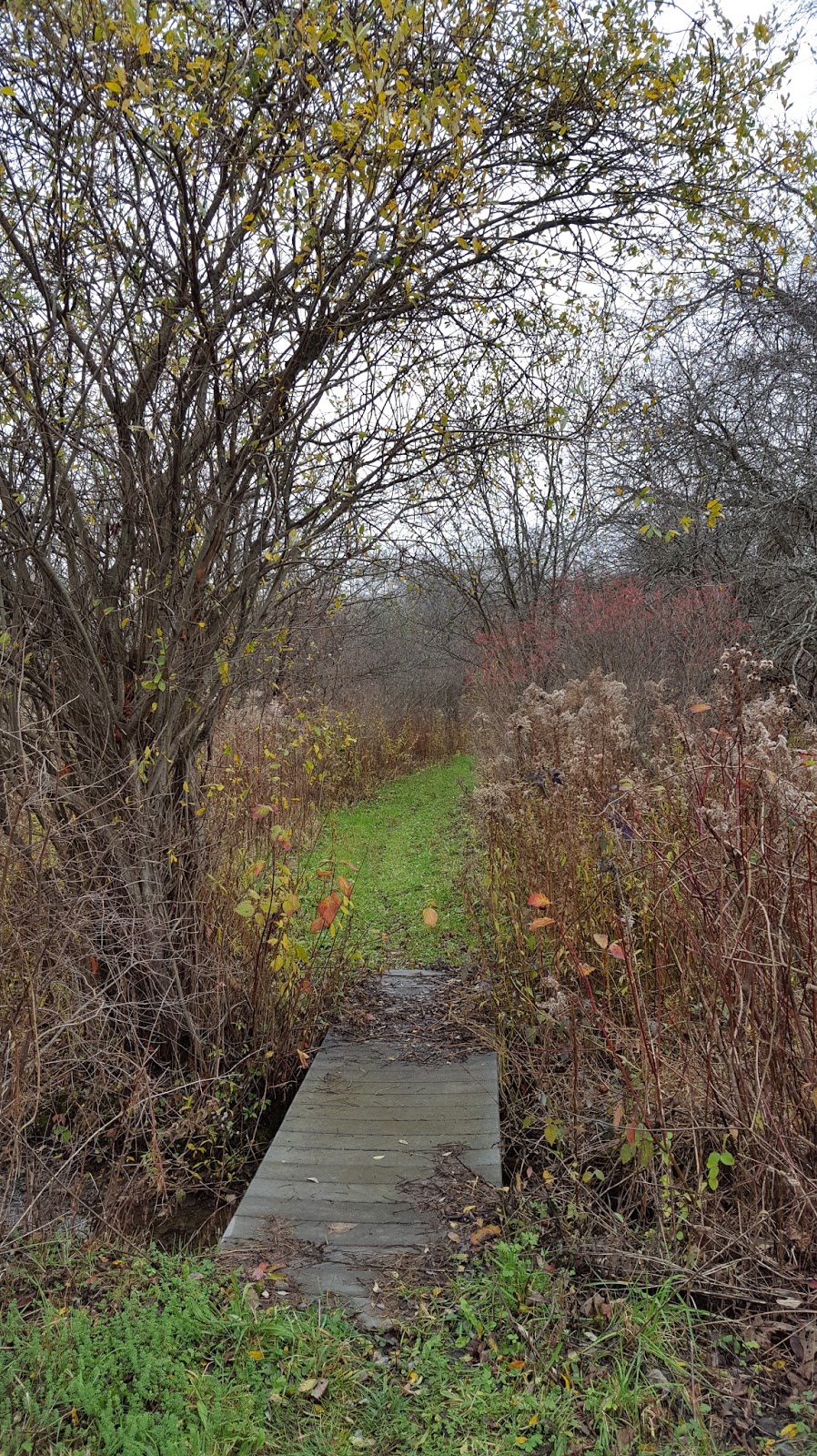 Sara Hikes... But Not Enough : NCT: Nelson Swamp & Roadwalk