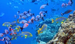 Biodiversidad en México: Biodiversidad en el medio acuático