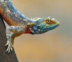 Bloukop Koggelmander - Bloukop Koggelmander: 2014