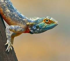 Bloukop Koggelmander - Bloukop Koggelmander: Bloukop Koggelmander ...