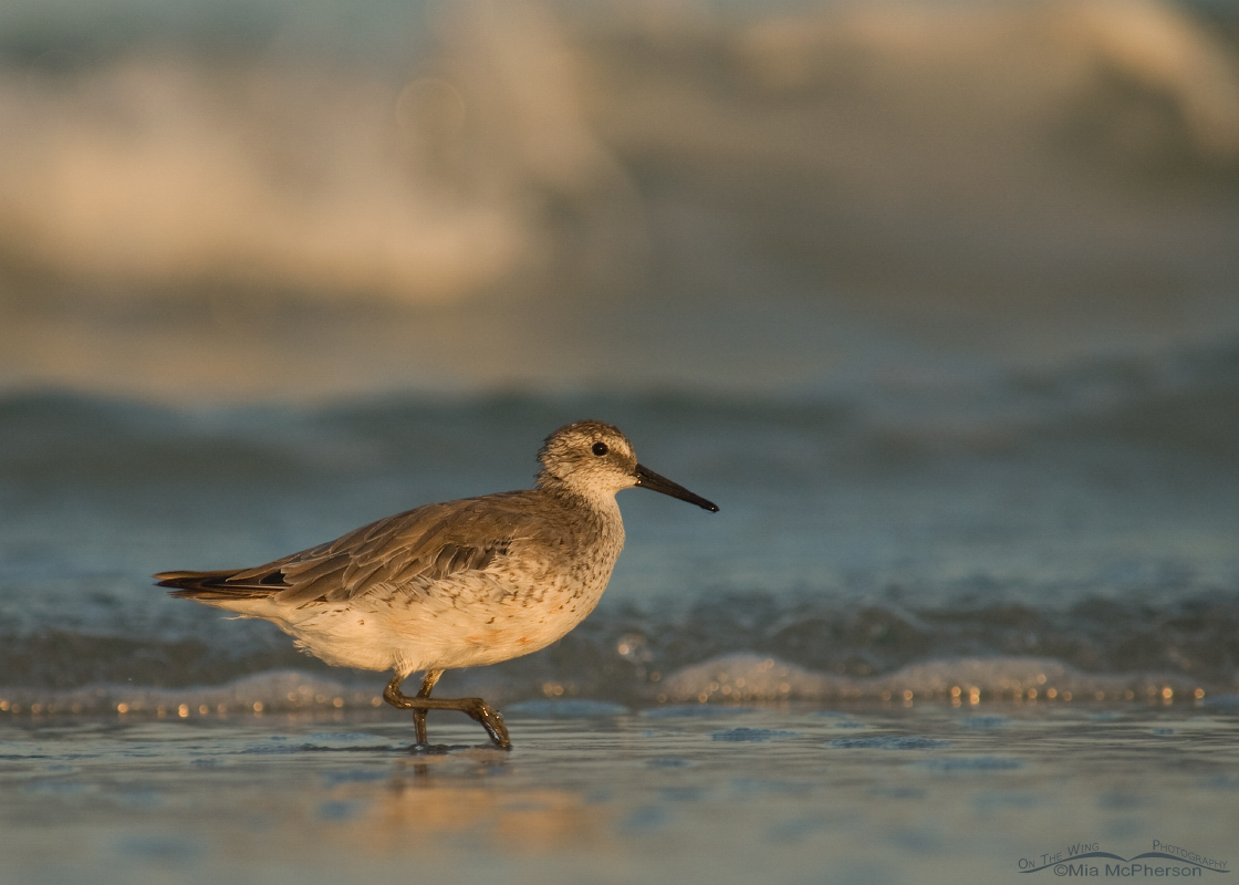 Birding Is Fun!: A few images of breeding and nonbreeding shorebirds