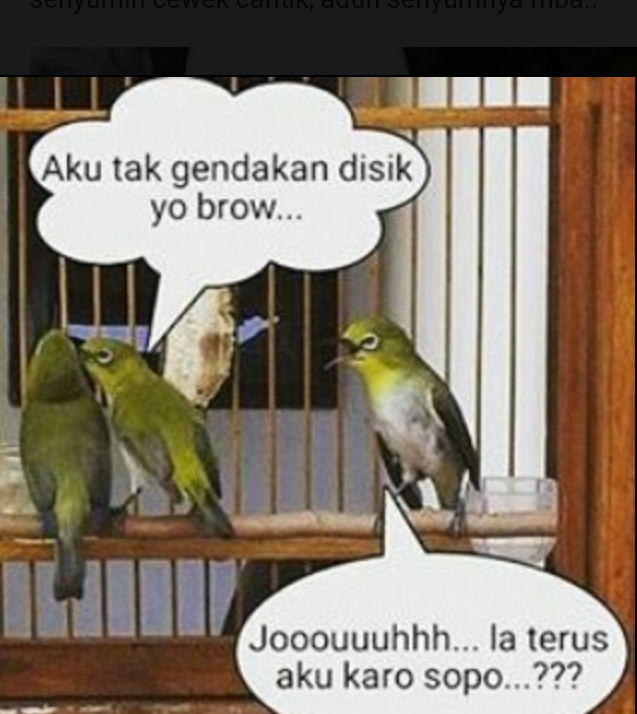 Kumpulan Meme Burung Lucu Sebagai Penghibur Di Kolom Komentar - Aero Jihan
