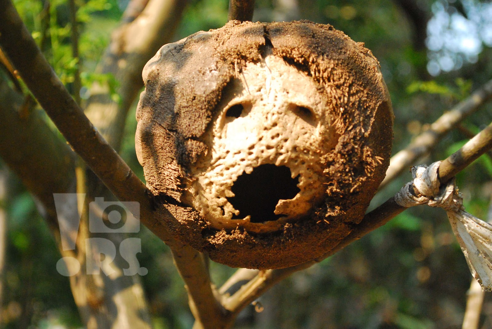 Coconut Shell - Stills With Nikon