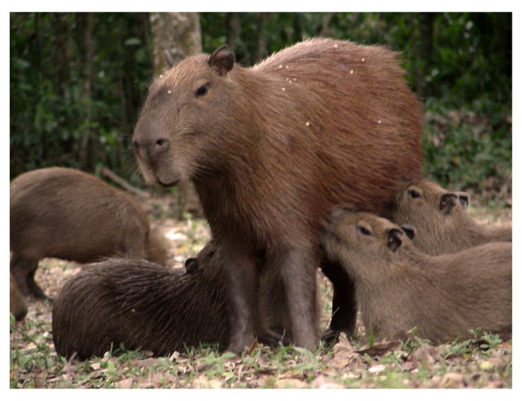 Floresta do Meio do Mundo: Série Mês das mães: mamãe capivara