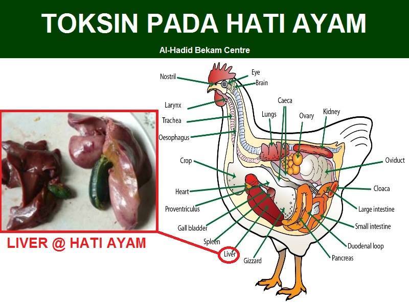Mengenal Anatomi Pada Beberapa Hewan Pendidikan Ilmu - vrogue.co