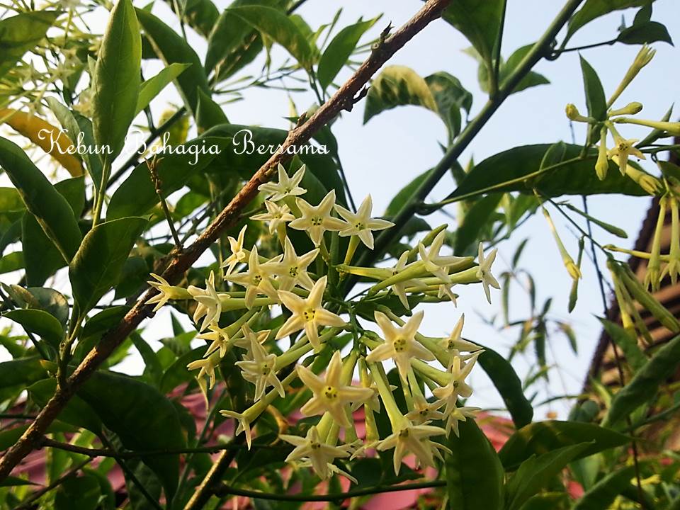 Kebun Bahagia Bersama: 'Raatraani' Night Blooming Jasmine