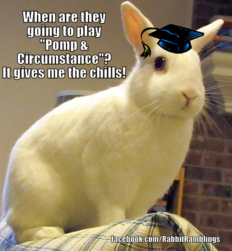 Rabbit Ramblings: RR Funny Bunny Memes
