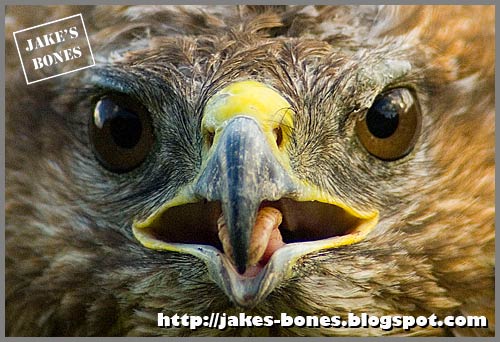 The buzzard with the broken neck : Jake's Bones