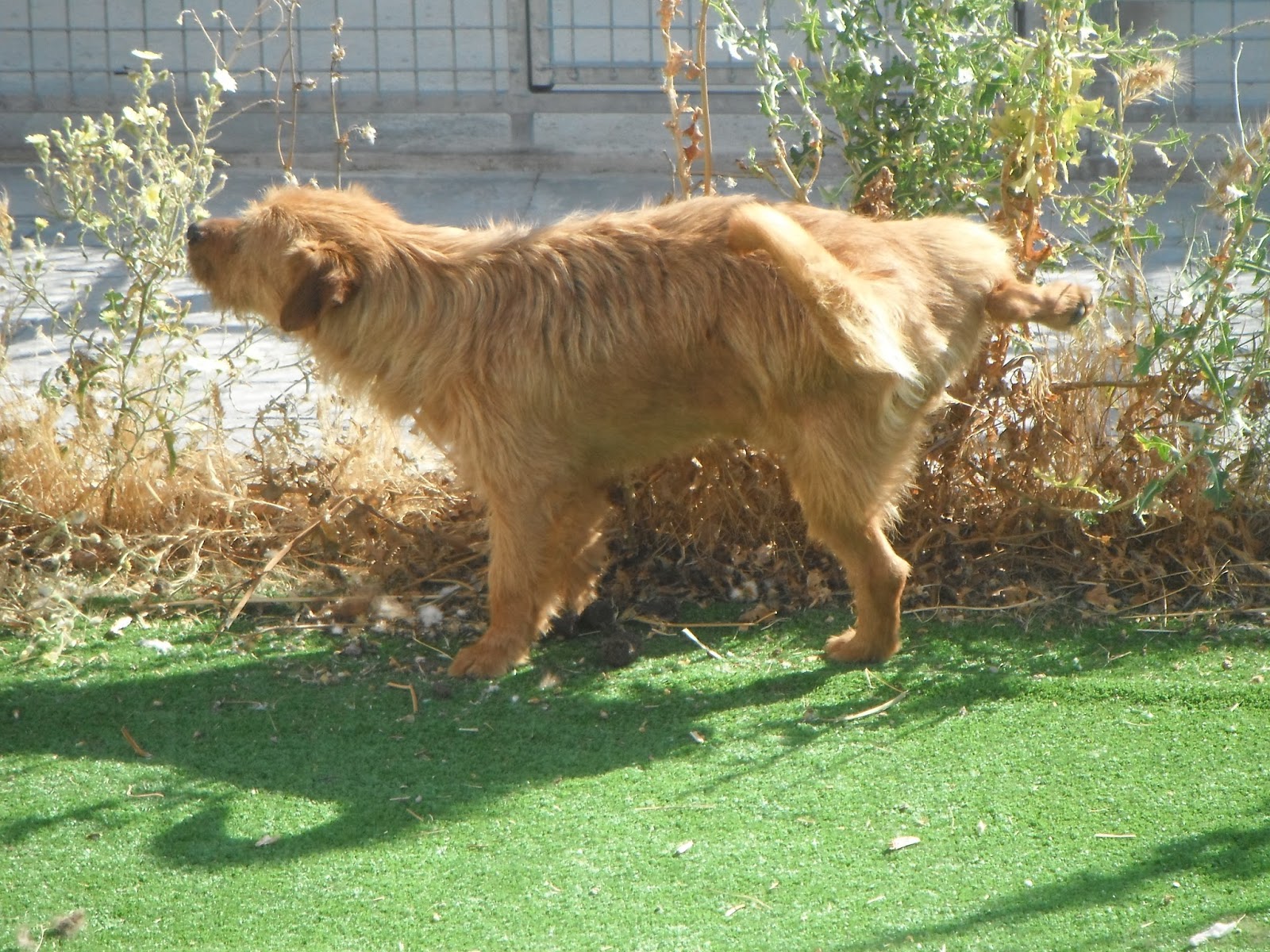 CENTRO DE PROTECCIÓN ANIMAL ARROYOMOLINOS.: PERROS BUSCANDO SU HOGAR