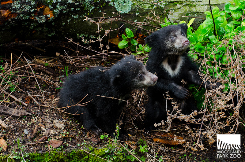 A Sloth Bear Cub’s Guide to Exploring
