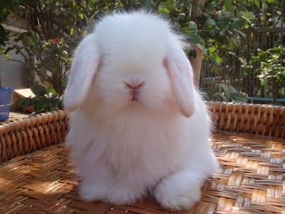 HOW TO ...'RABBIT": Rabbit Species - American Fuzzy Lop