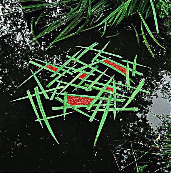 Andy Goldsworthy Water