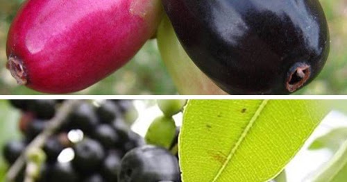 How and Where to Grow Jambul/Jamun, Growing Jamun Plant - Everything ...