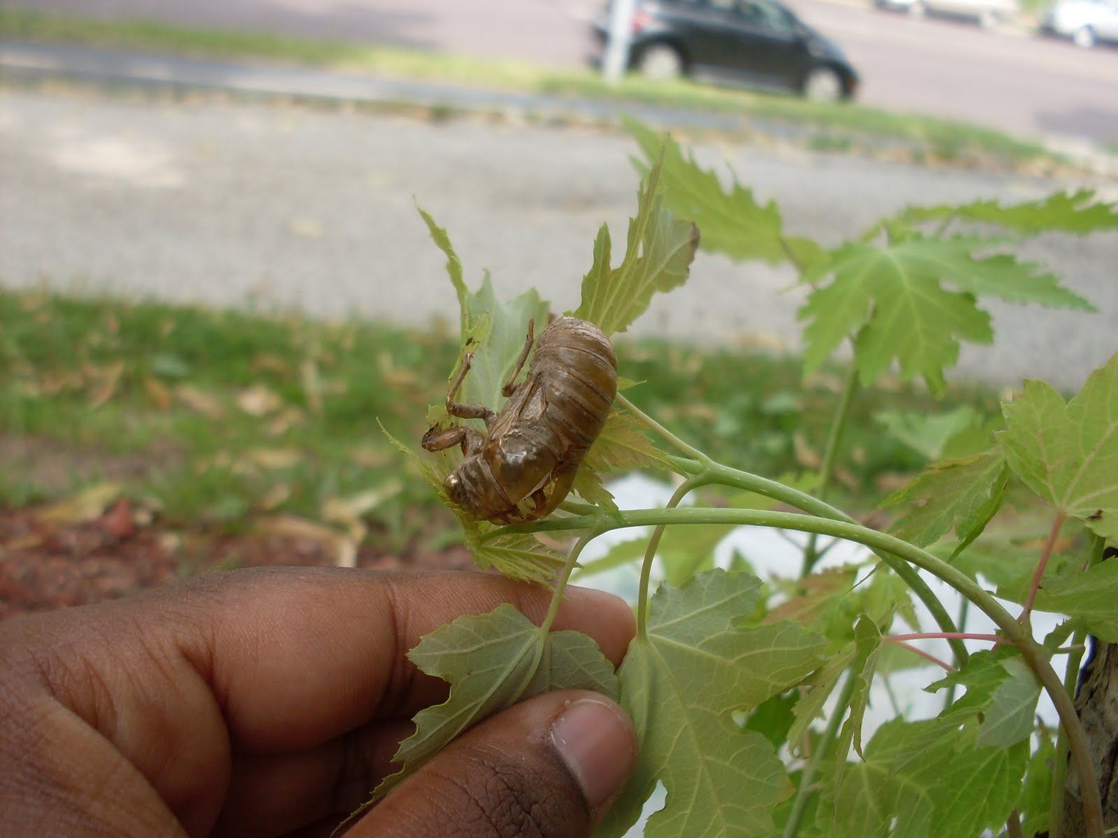 Urban Science Adventures! ©: June 2011