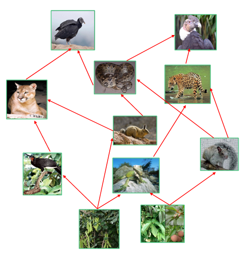 Con Ciencia para la Vida: Redes troficas(kerstin)