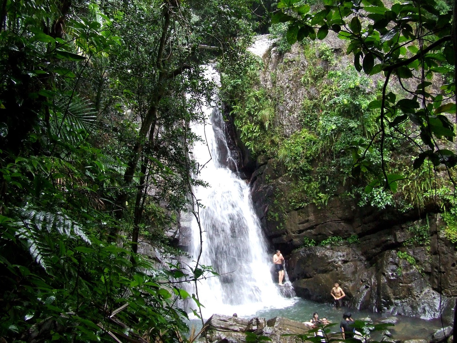 Living in the Rainforest: El Yunque National Forest