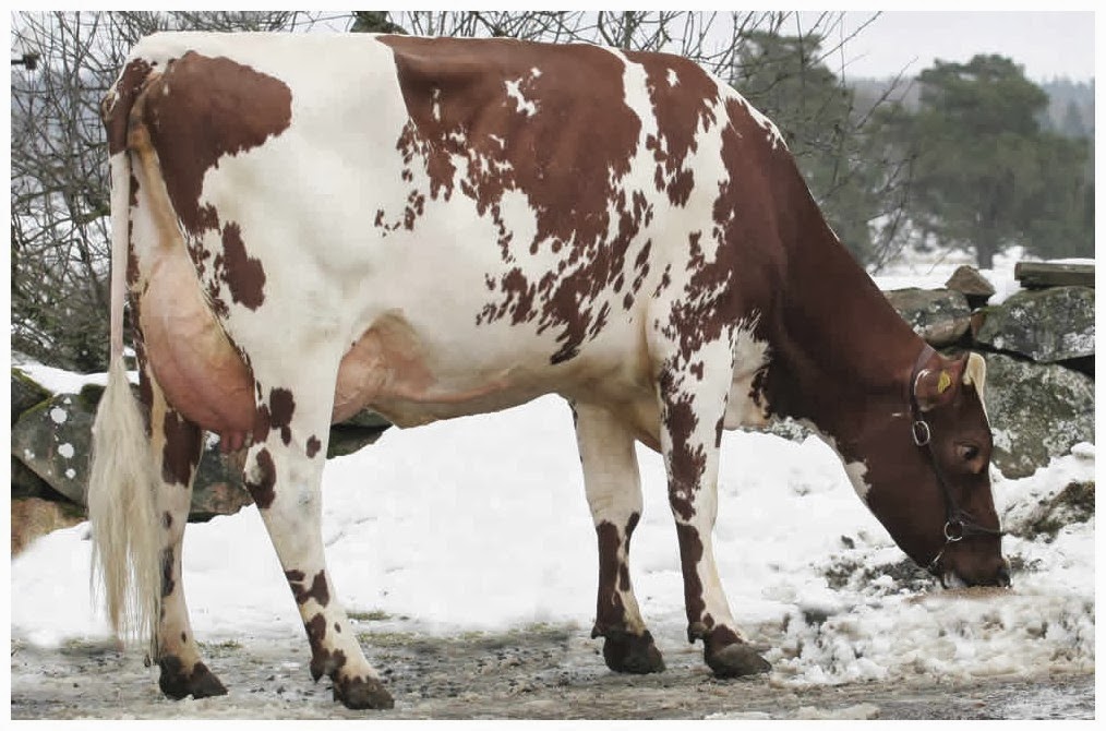 Generalidades de la Ganadería Bovina.: Sueca Rojo y Blanca o SRB