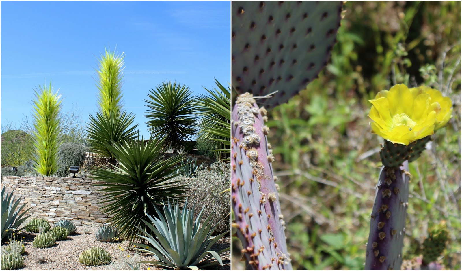 Wildflower Loop Trail, Desert Botanical Garden, Arizona | Caravan Sonnet