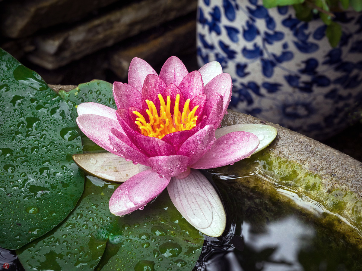 FROM THE GARDEN OF ZEN: June 2016