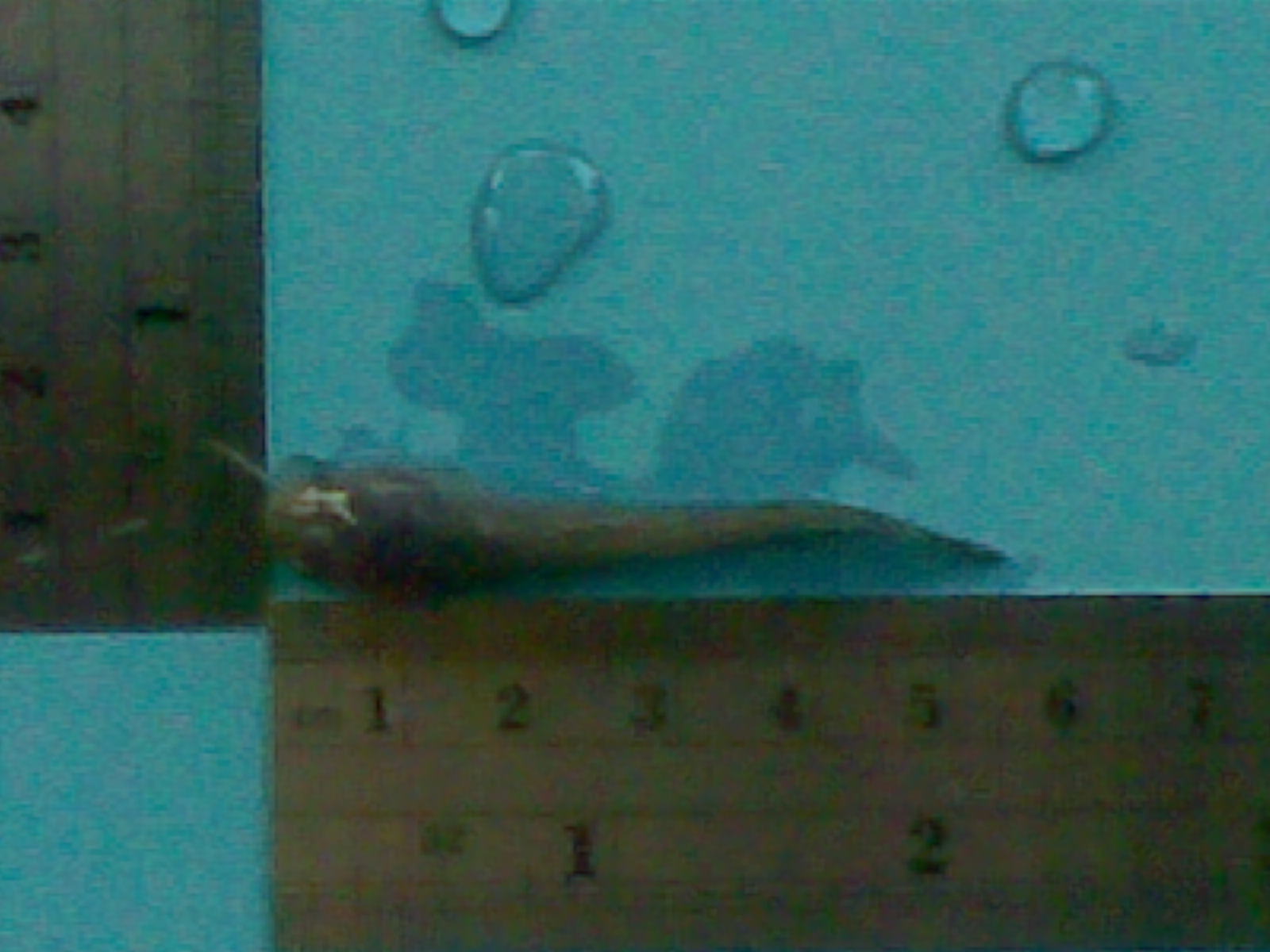 Jual Bibit/benih lele sangkuriang x phyton dan benih Ikan Air Tawar ...