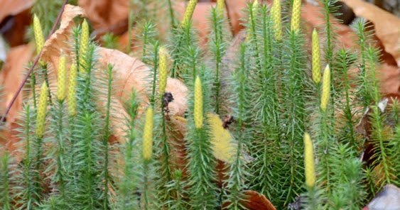 About Health: Lycopodium