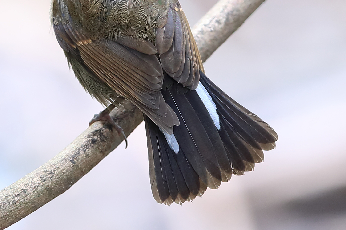 Not just birds: Lung Fu Shan 30 Dec 2018 - White-tailed Robin