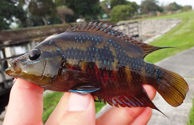 Ben Cantrell's fish species blog: FL shameless lifelisting part 2 ...