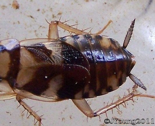 South African Photographs: Cape Zebra Cockroach (Temnopteryx phalerata) Blatellidae