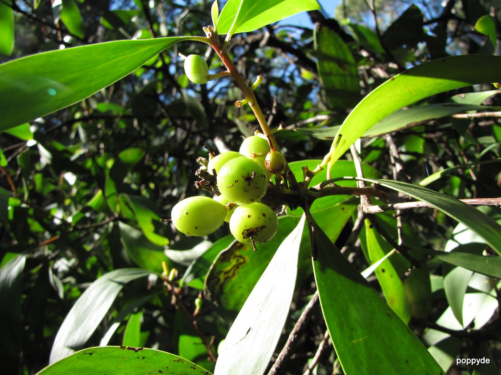 Sydney's Wildflowers and Native Plants: Persoonia levis - Broad-leaf ...