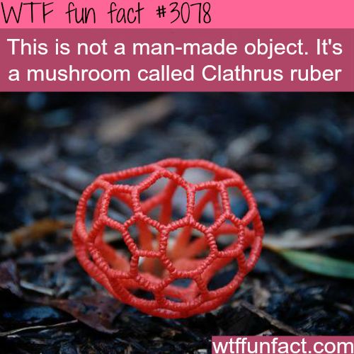 30 Amazing And Unbelievable Random Facts That Will Blow Your Mind ...