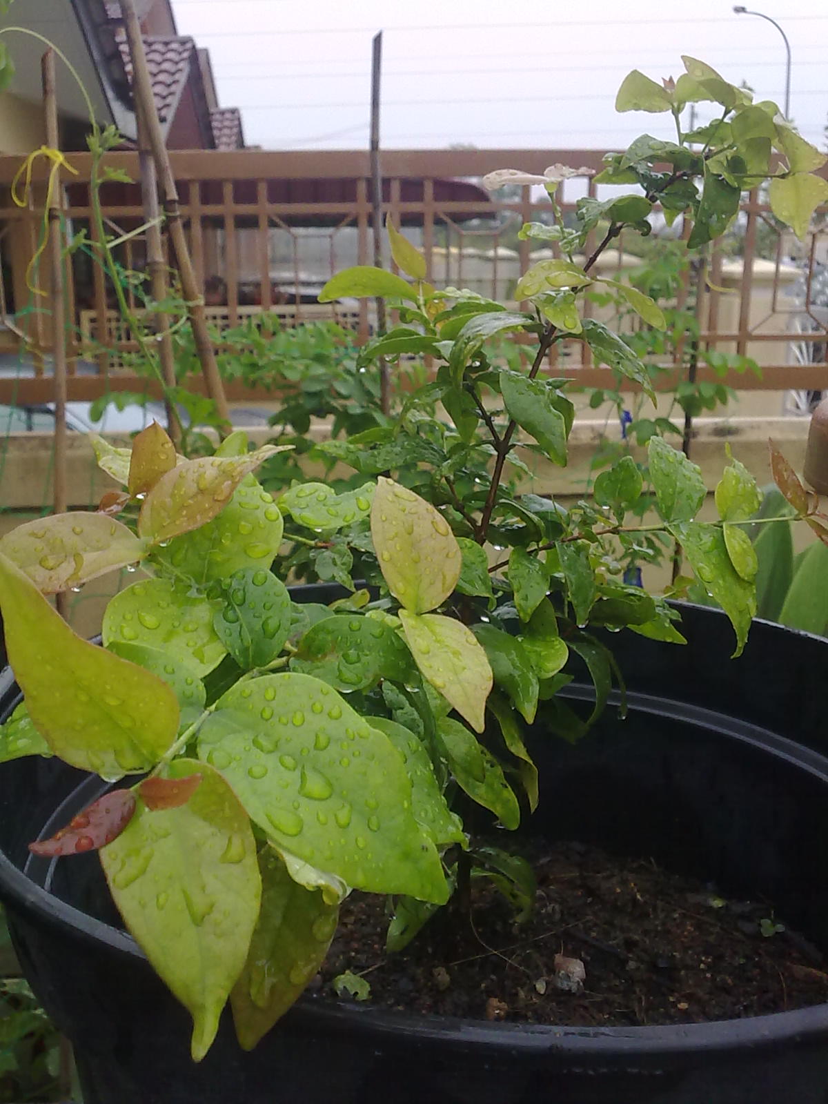 Manfaatkan masa menghasilkan kemanfaatan: Cermai Mekah / cermai Belanda