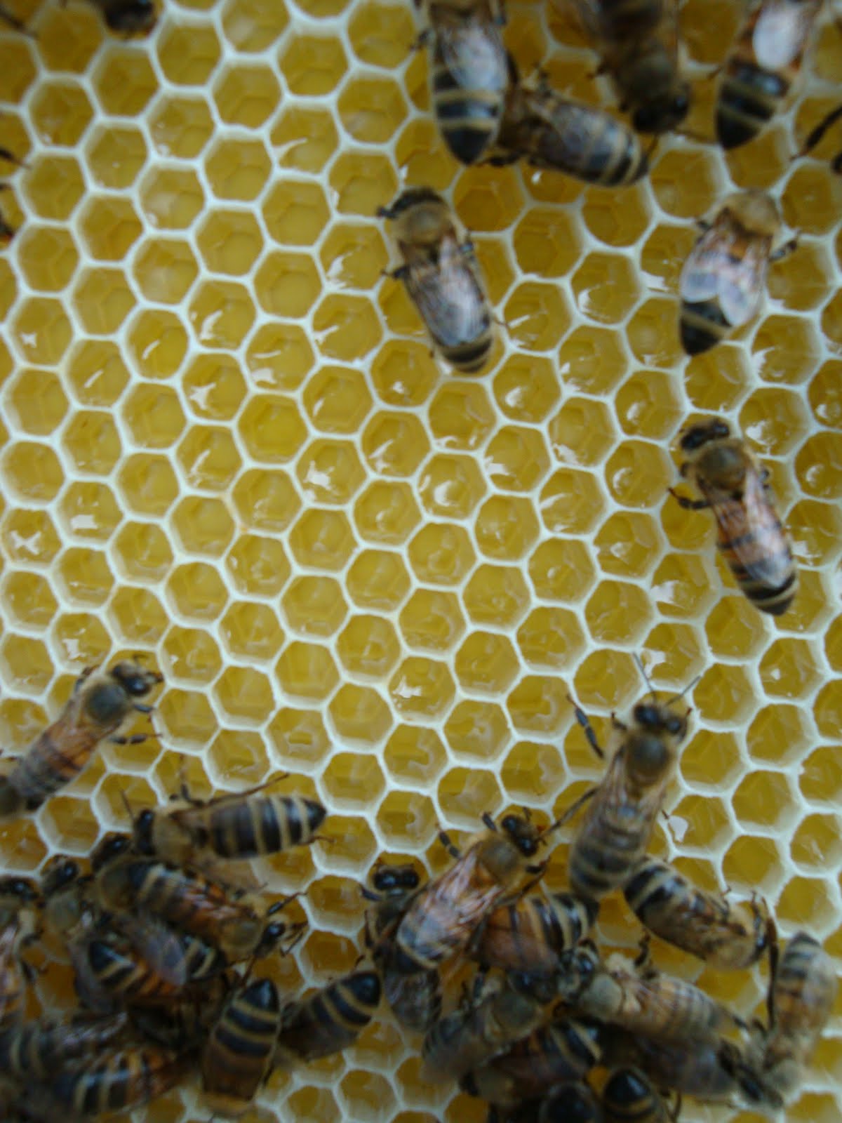 The Bee Man's Daughter