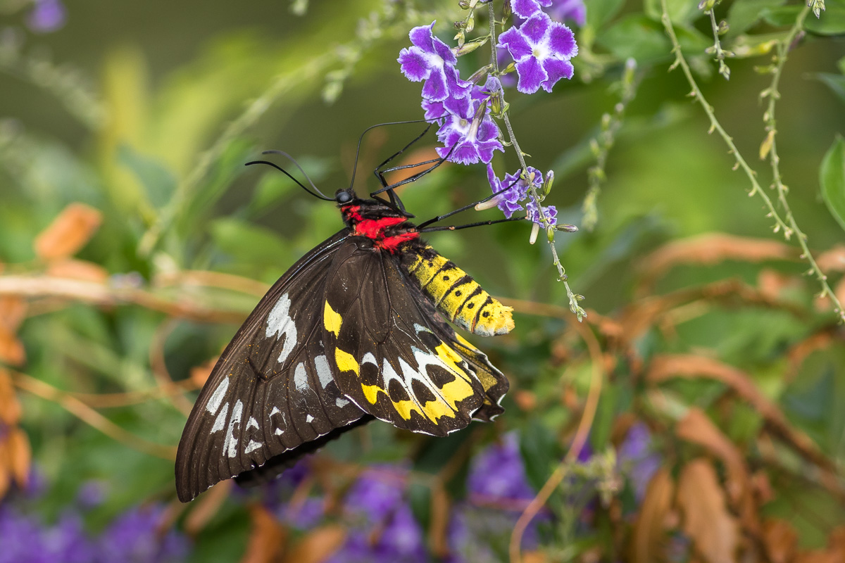 WILD TROPICAL QUEENSLAND: Butterflies