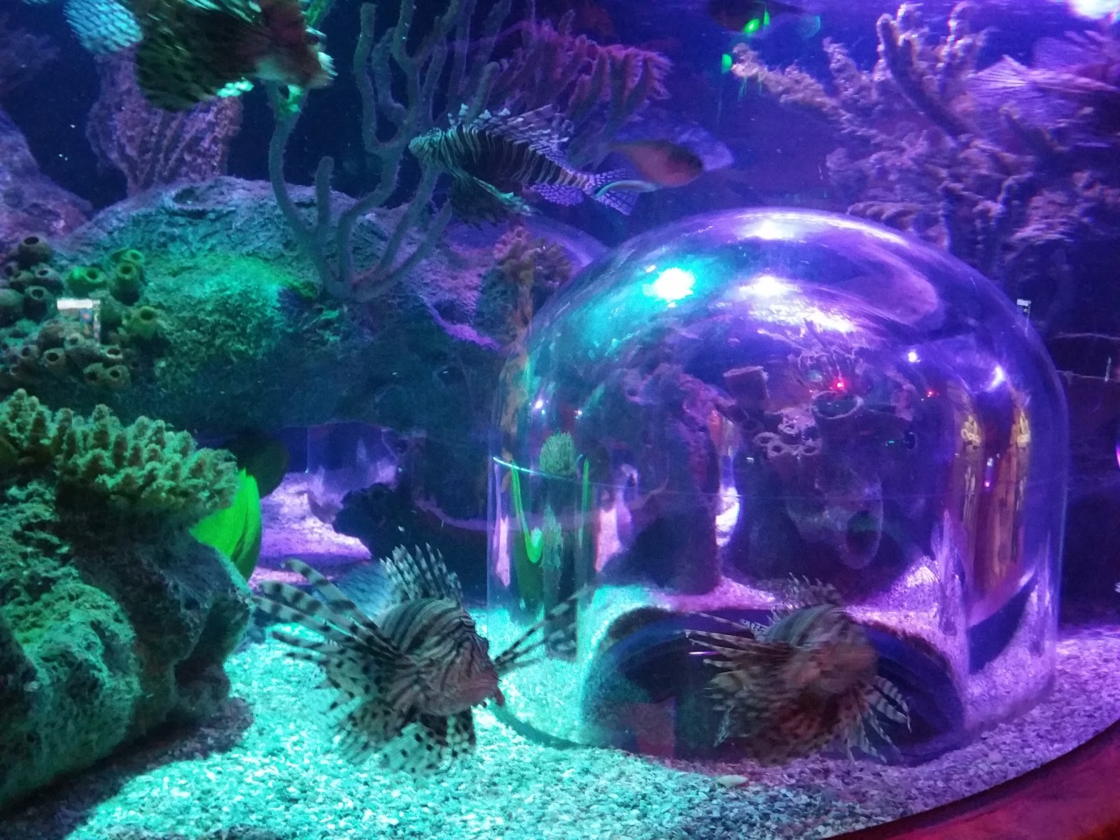 Brenda's Blog: Sea Life Aquarium, Orlando, Florida