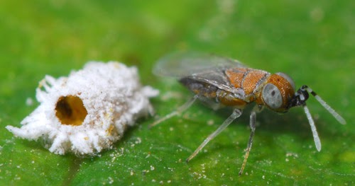 Variety of Life: Encyrtidae