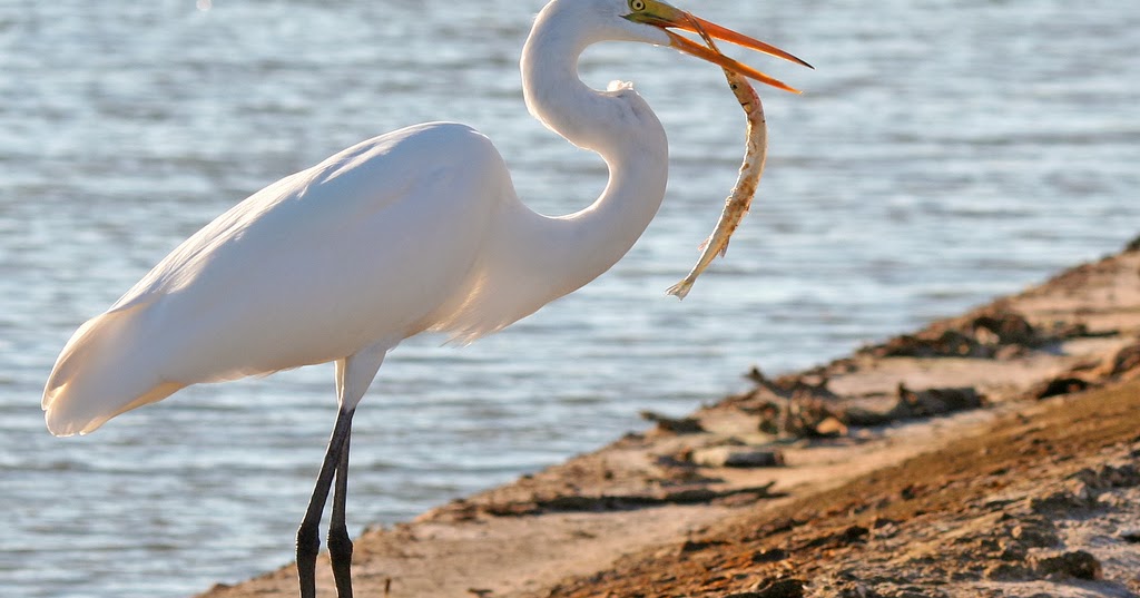 Great White Egret ~ Bird Information