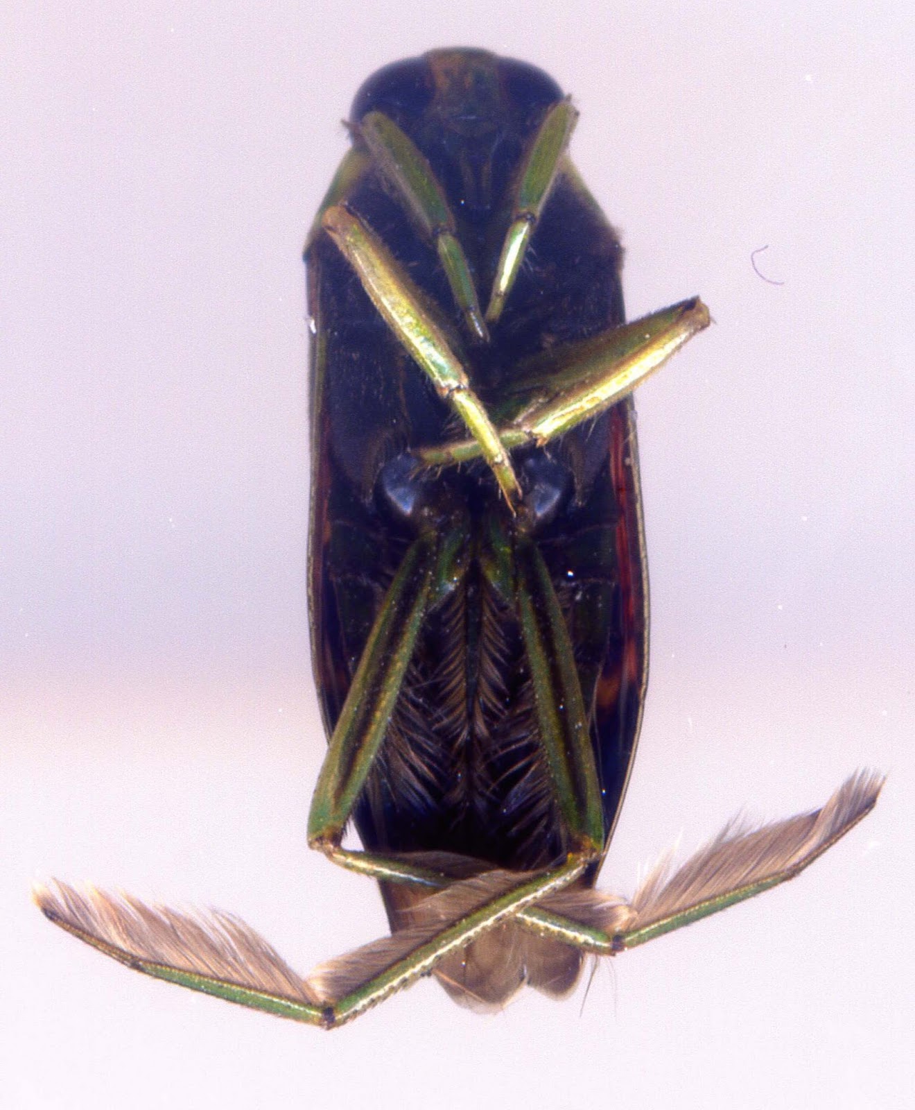 虫頭: マツモムシ（Notonecta sp.）Backswimmer