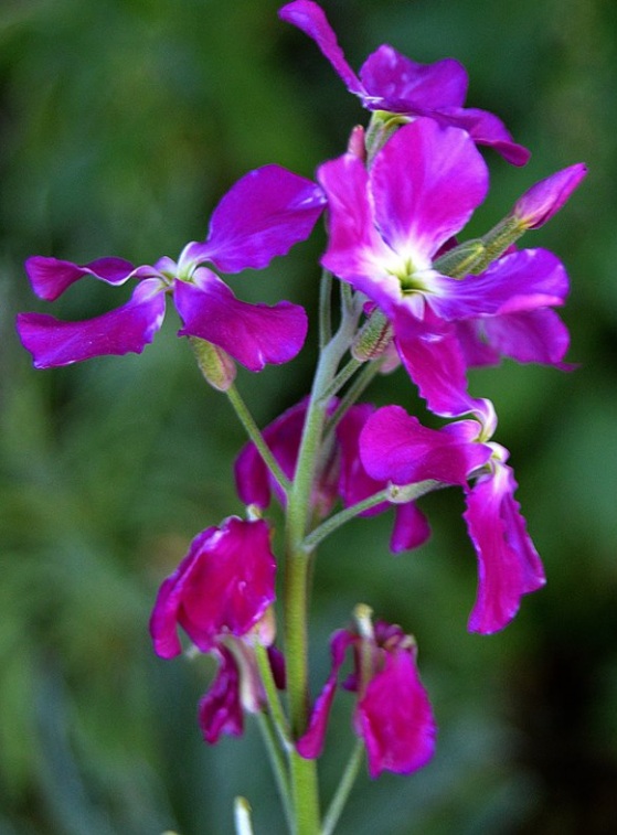 La luna de Ítaca: Alelí