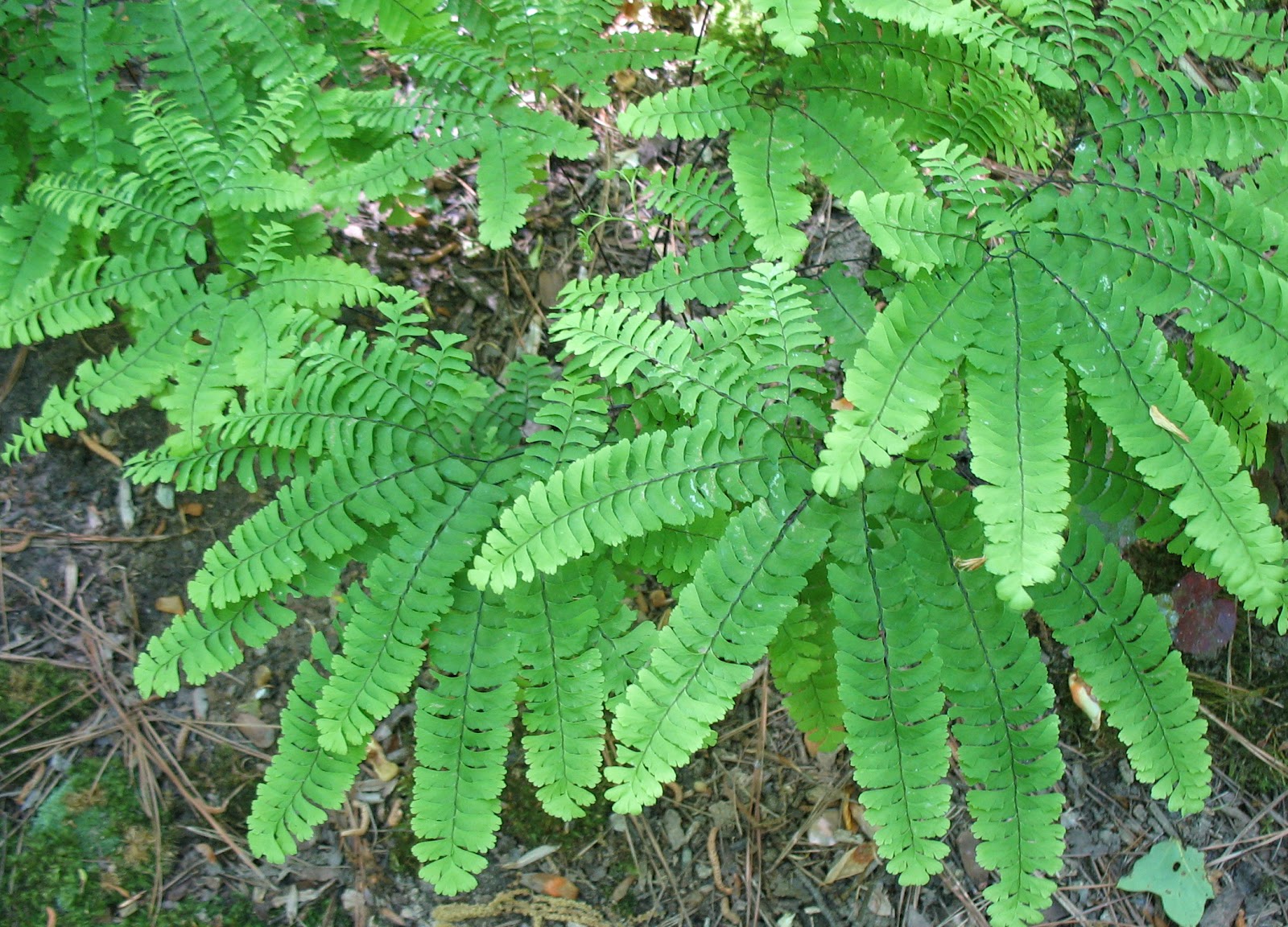 Using Georgia Native Plants: Ferns That Work For You Using Georgia Native Plants: Ferns That Work For You