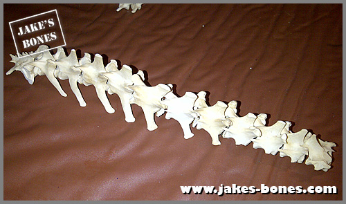 How to re-articulate a fox skeleton: part one : Jake's Bones