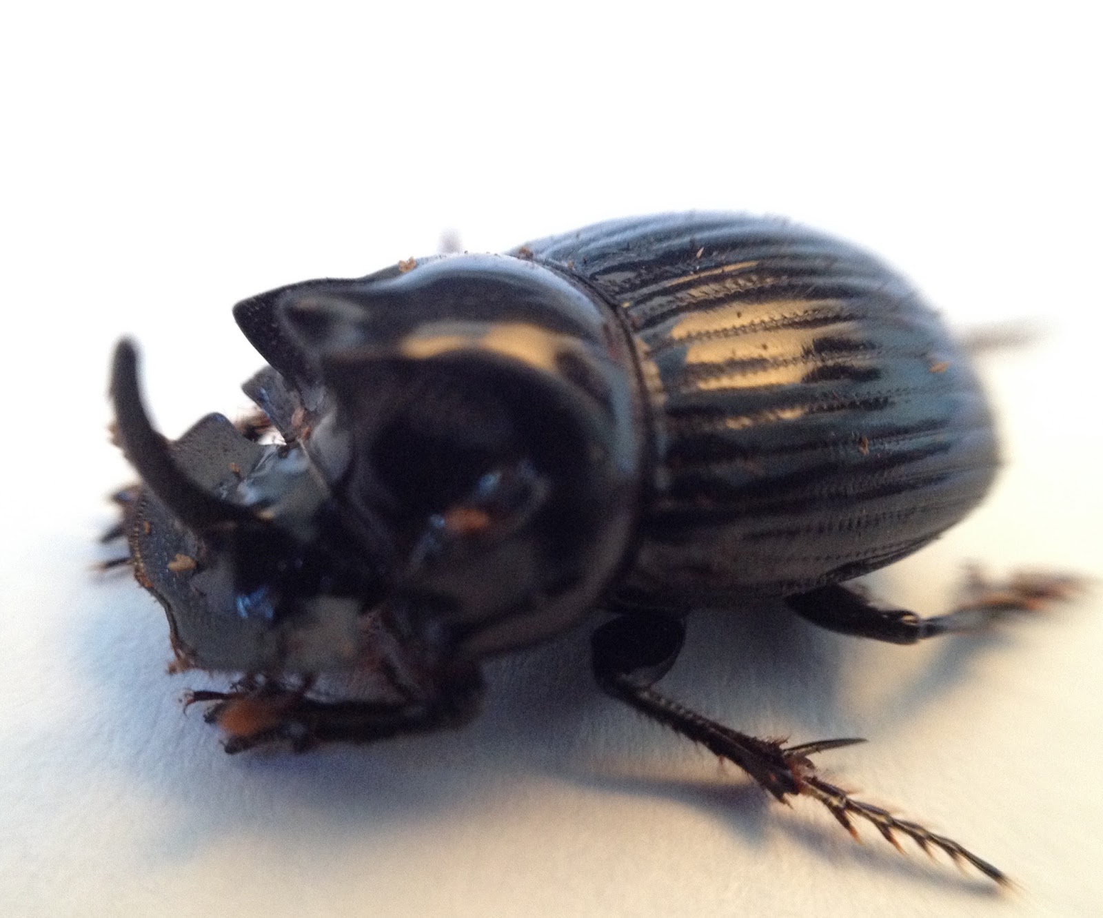虫頭: ゴホンダイコクコガネ（Copris arizonensis）Dung Beetle
