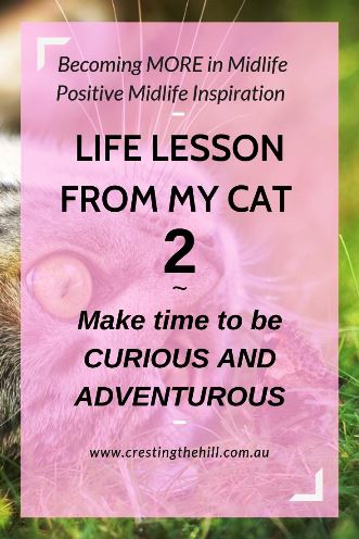 LIFE LESSON FROM MY CAT #2 ~ BE CURIOUS AND ADVENTUROUS - Cresting The Hill