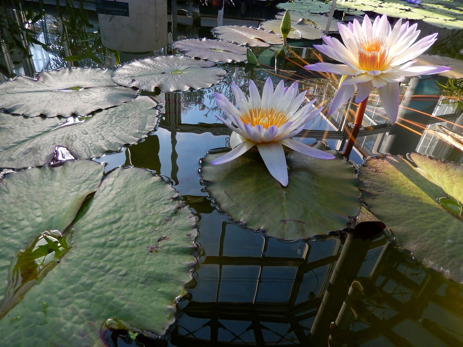 JAPANKURU: *::UNKNOWN PLEASURES::* Tokyo Day Trip ☆ Visit Giant Ofuna ...