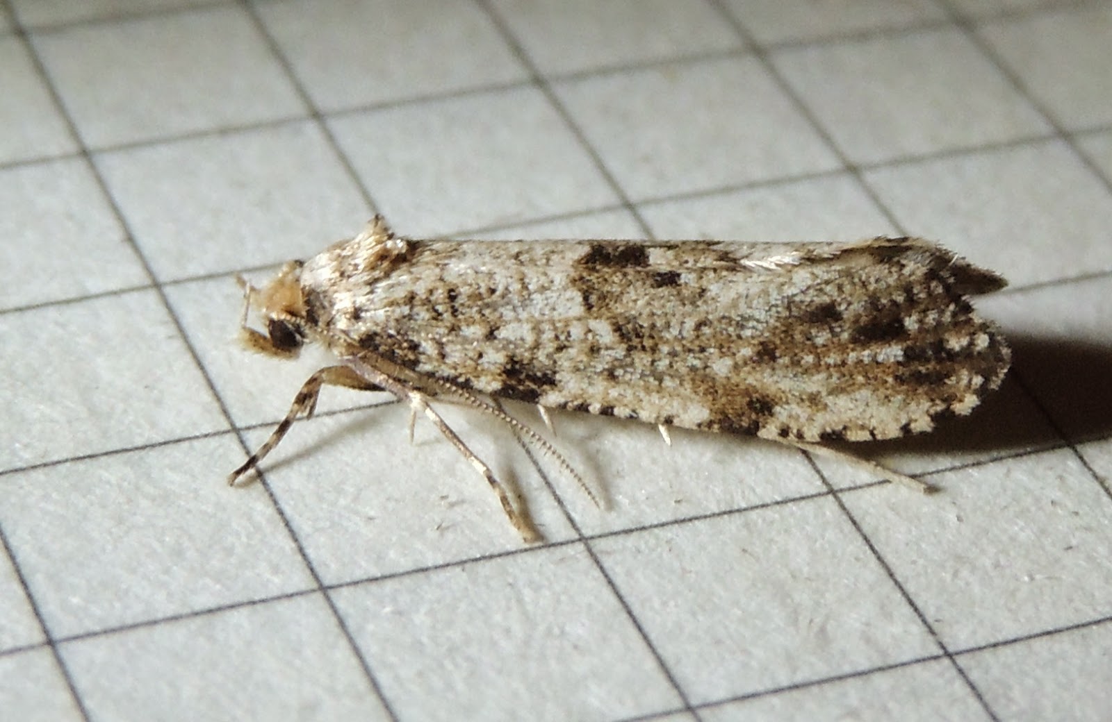 Gary's Birding Blog: Moths of July - a record Month
