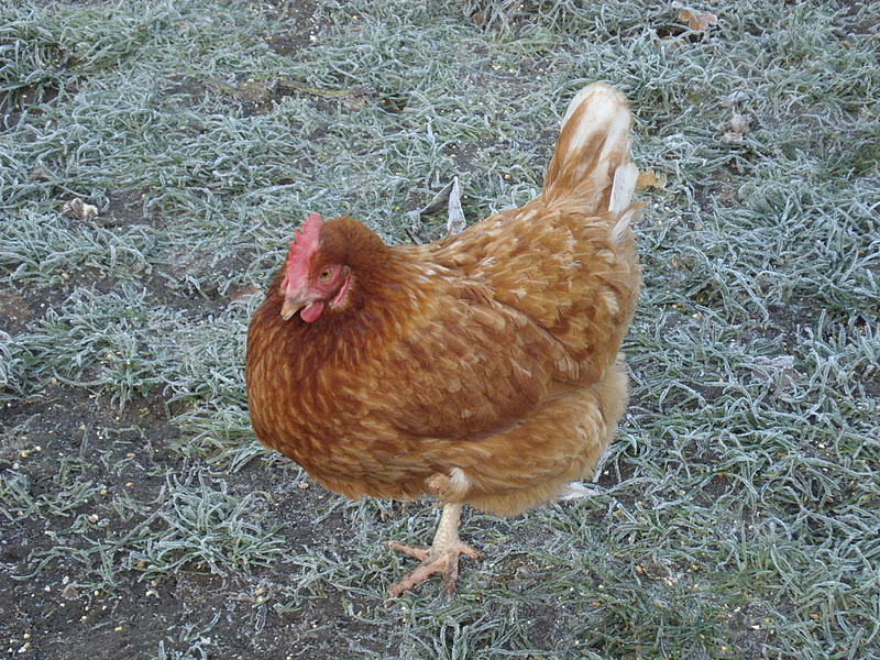 Our New Life in the Country: One Legged Chickens