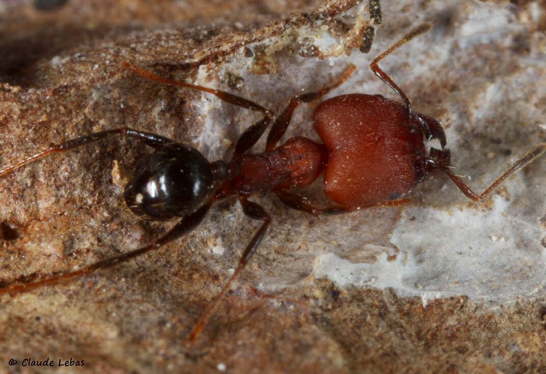 fourmis du Mexique: Pheidole clydei