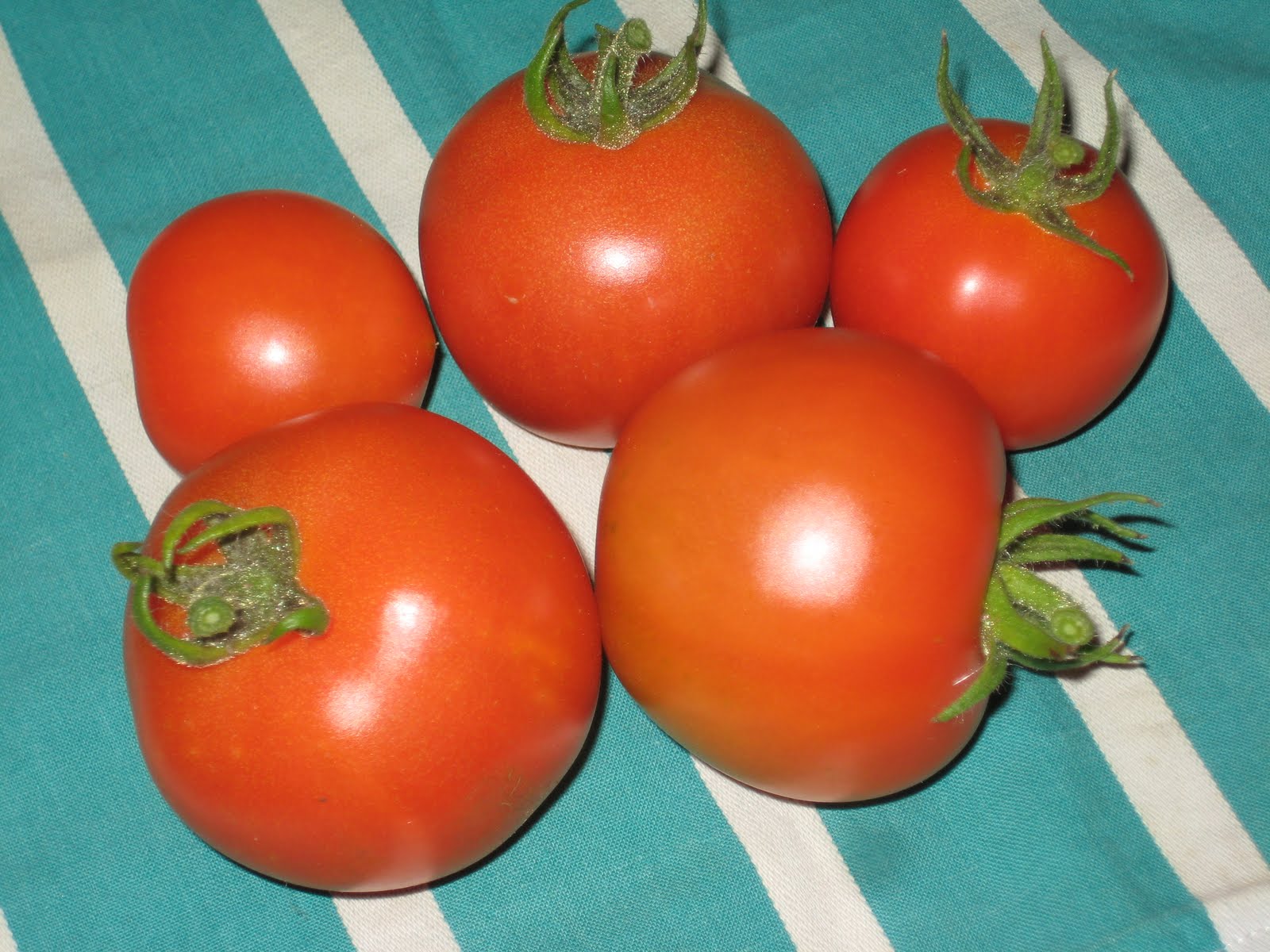 purple veg: Tomatoes finally ripe!