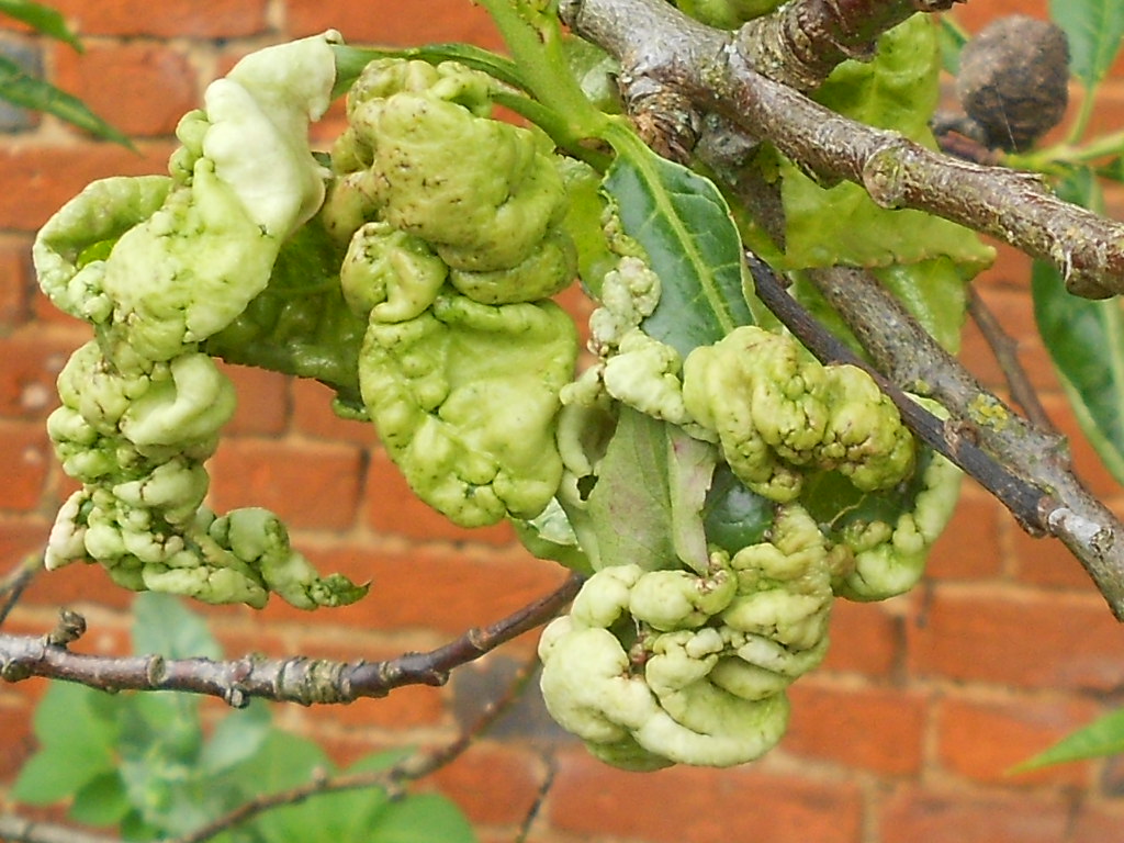 Tony's Blog: Galls